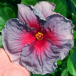 Cultivar Details