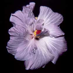 Cultivar Details
