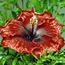 Cultivar Details