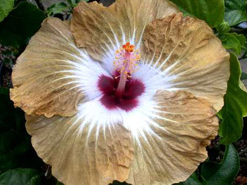 International Hibiscus Society